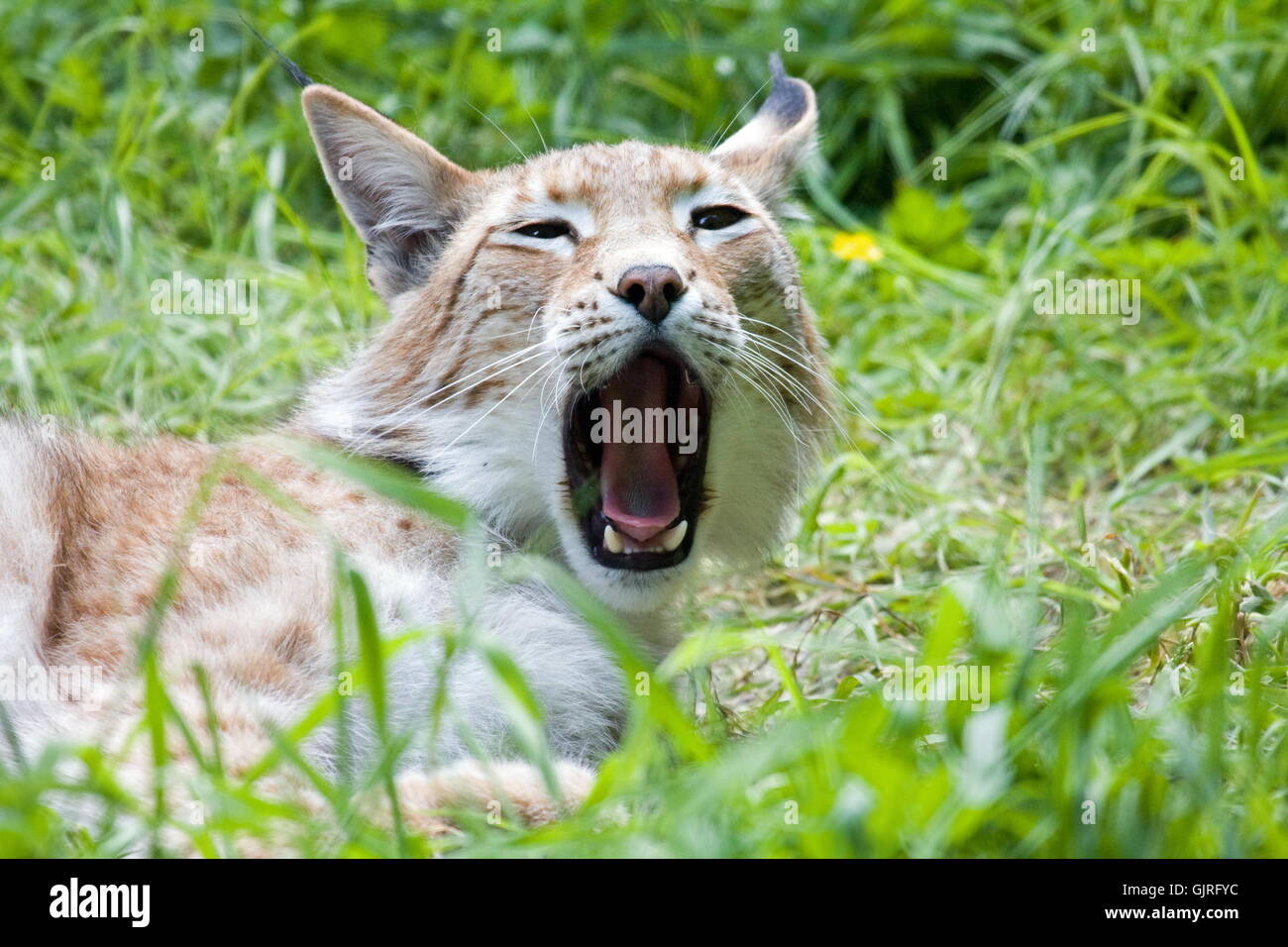 Lynx cat hi-res stock photography and images - Alamy