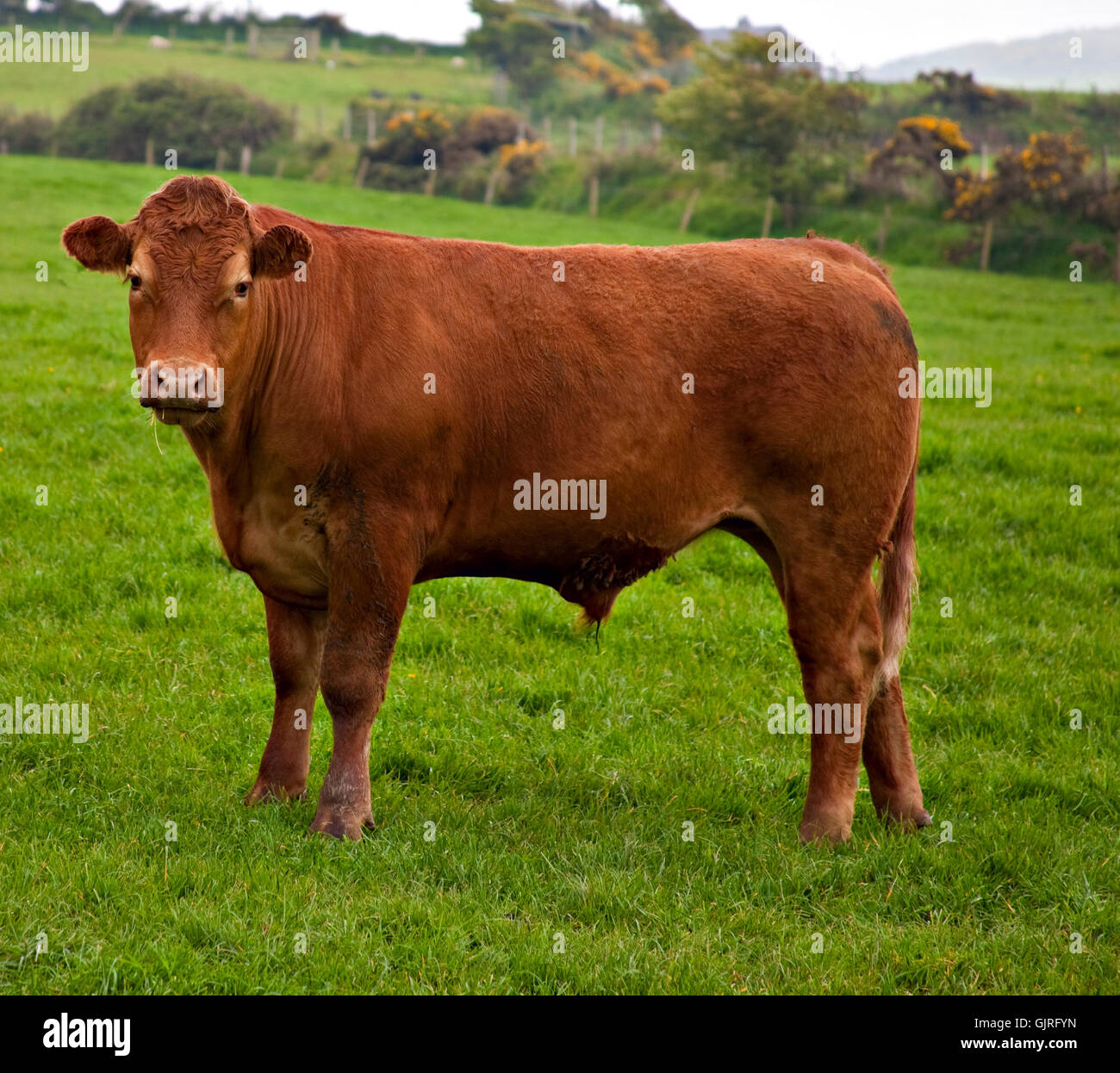 cow heifer female Stock Photo - Alamy