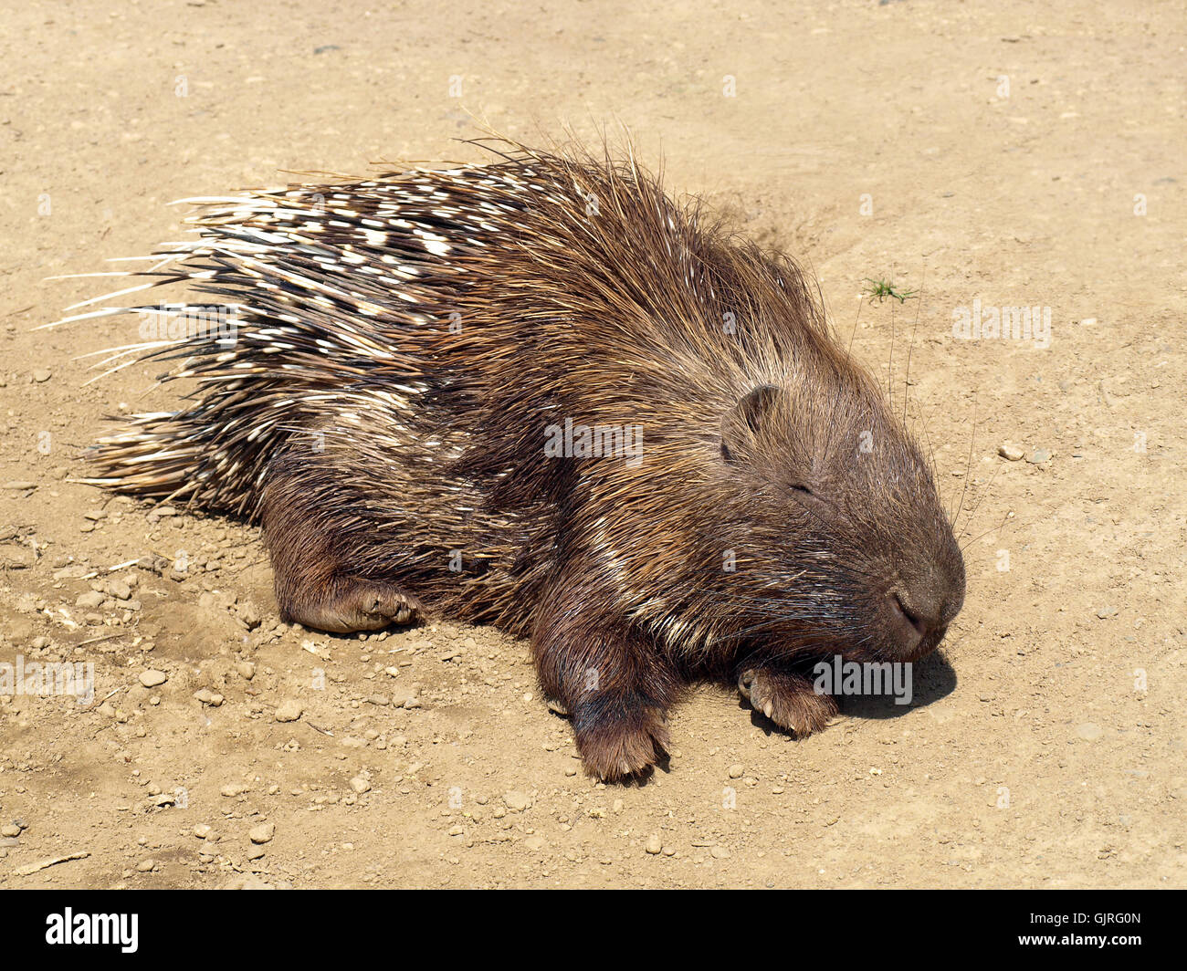 Porcupine africa hi-res stock photography and images - Alamy
