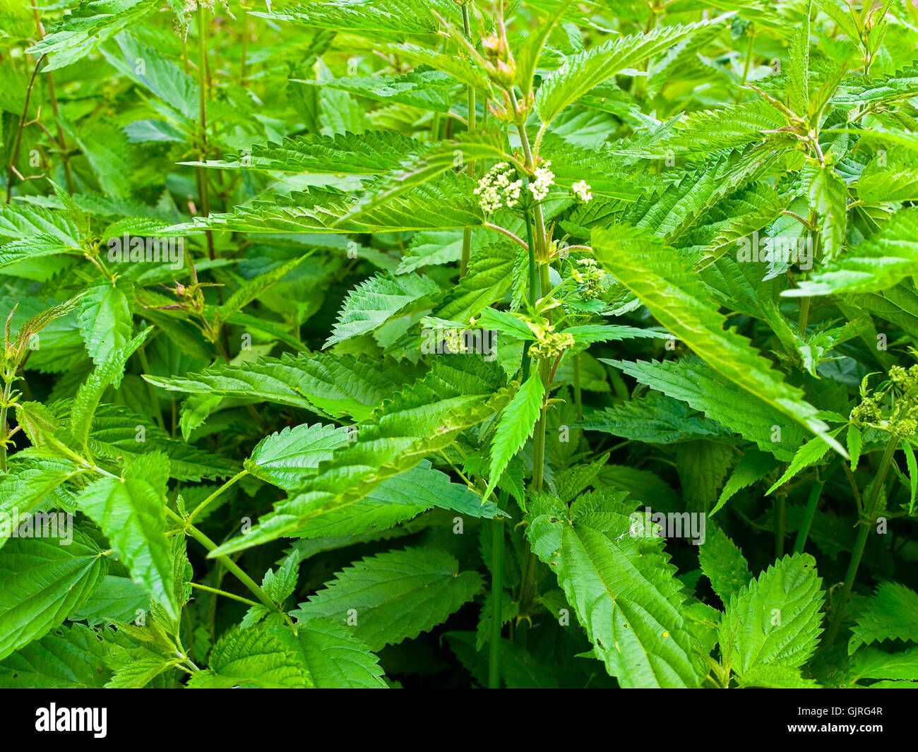 Burning nettle hi-res stock photography and images - Alamy