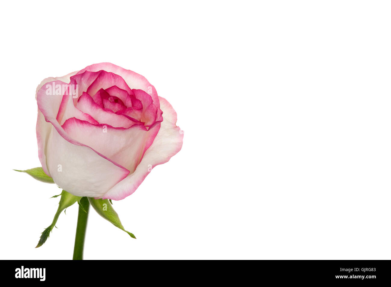Emotions flower rose Cut Out Stock Images & Pictures - Alamy