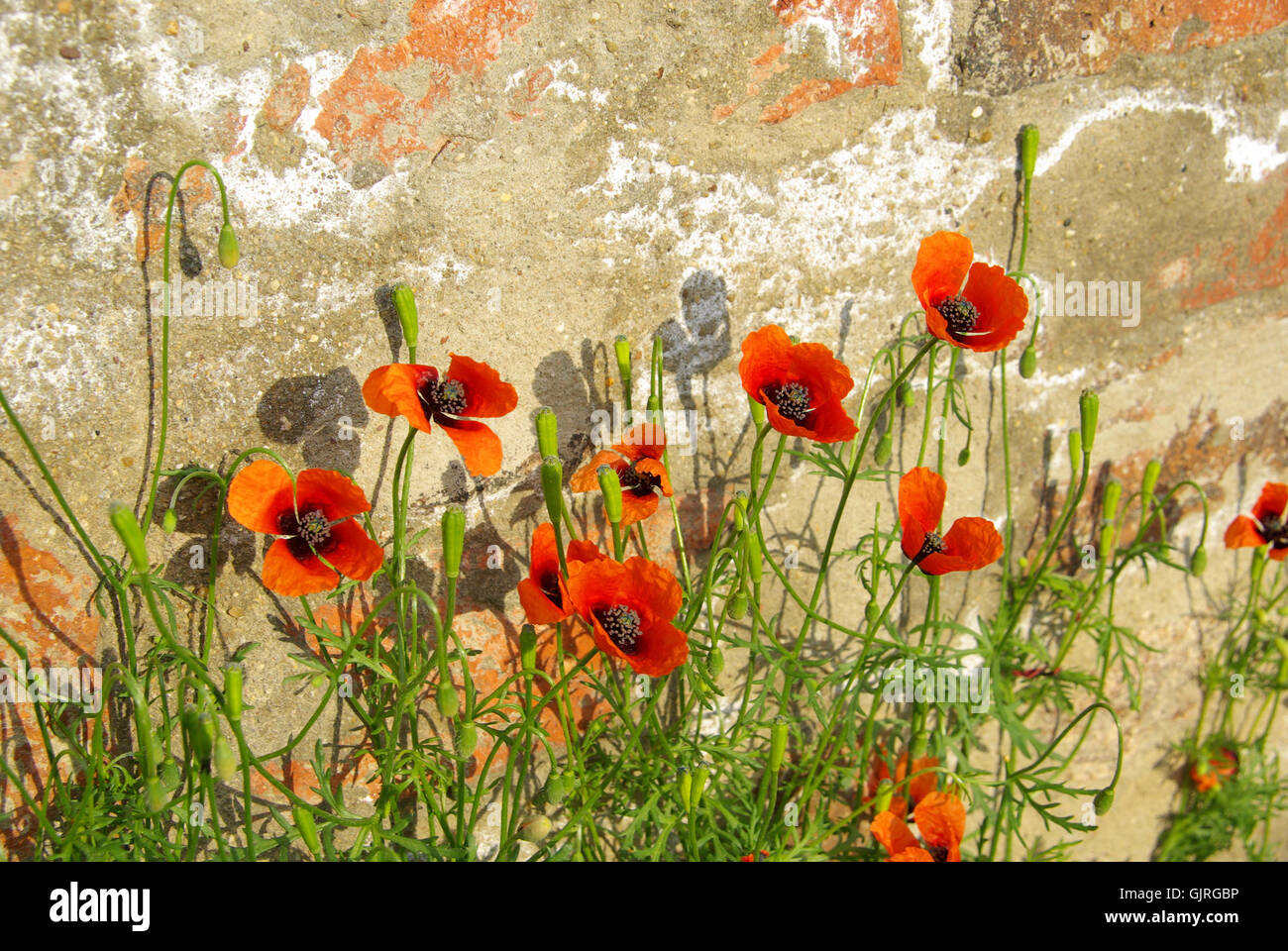 Poppy wall hi-res stock photography and images - Alamy
