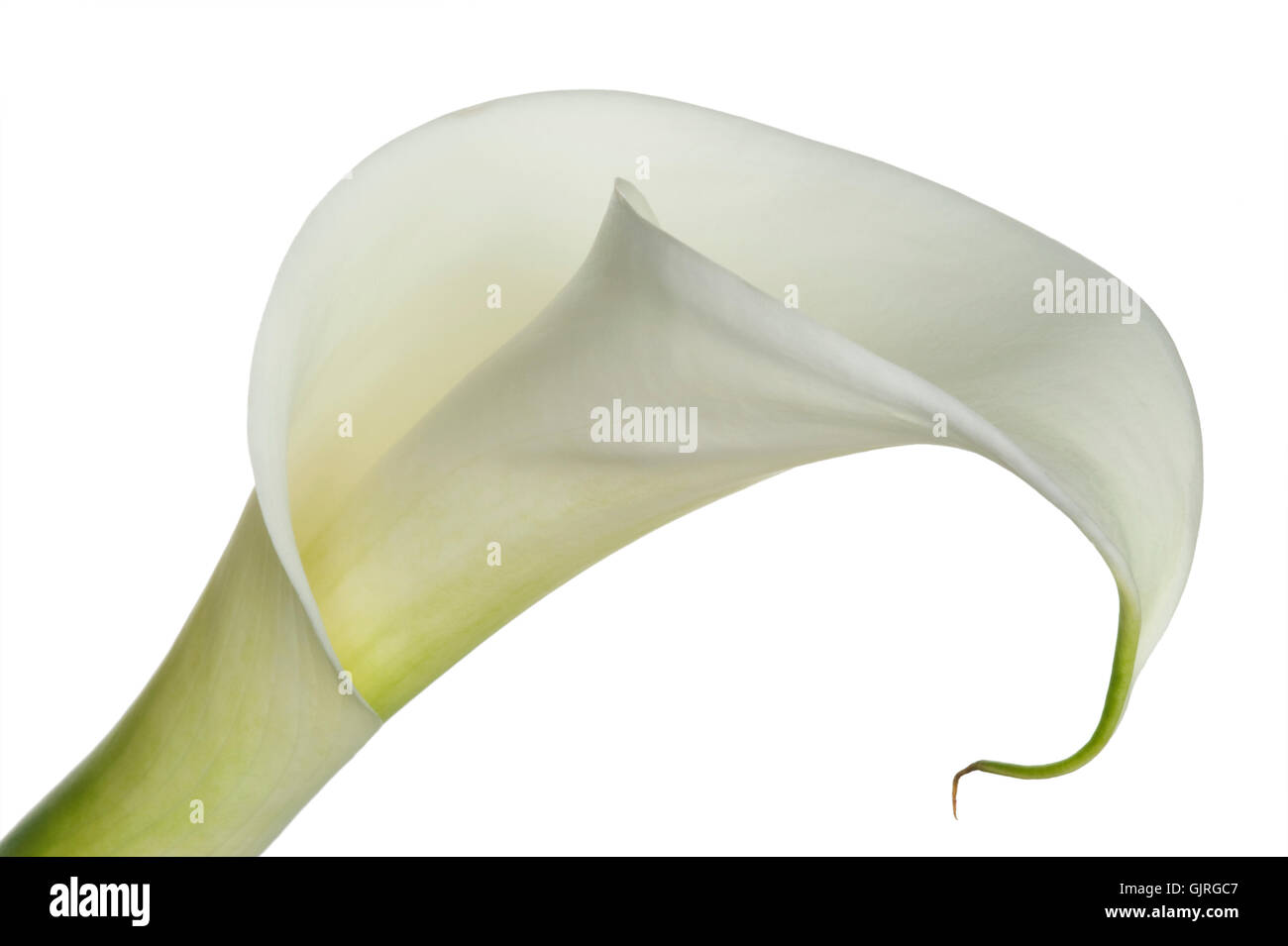 flower - calla Stock Photo - Alamy