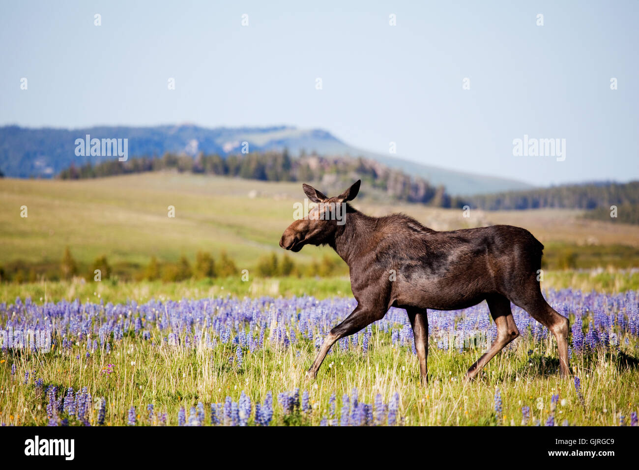field usa america Stock Photo - Alamy