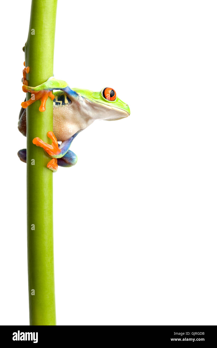 isolated frog bamboo Stock Photo - Alamy