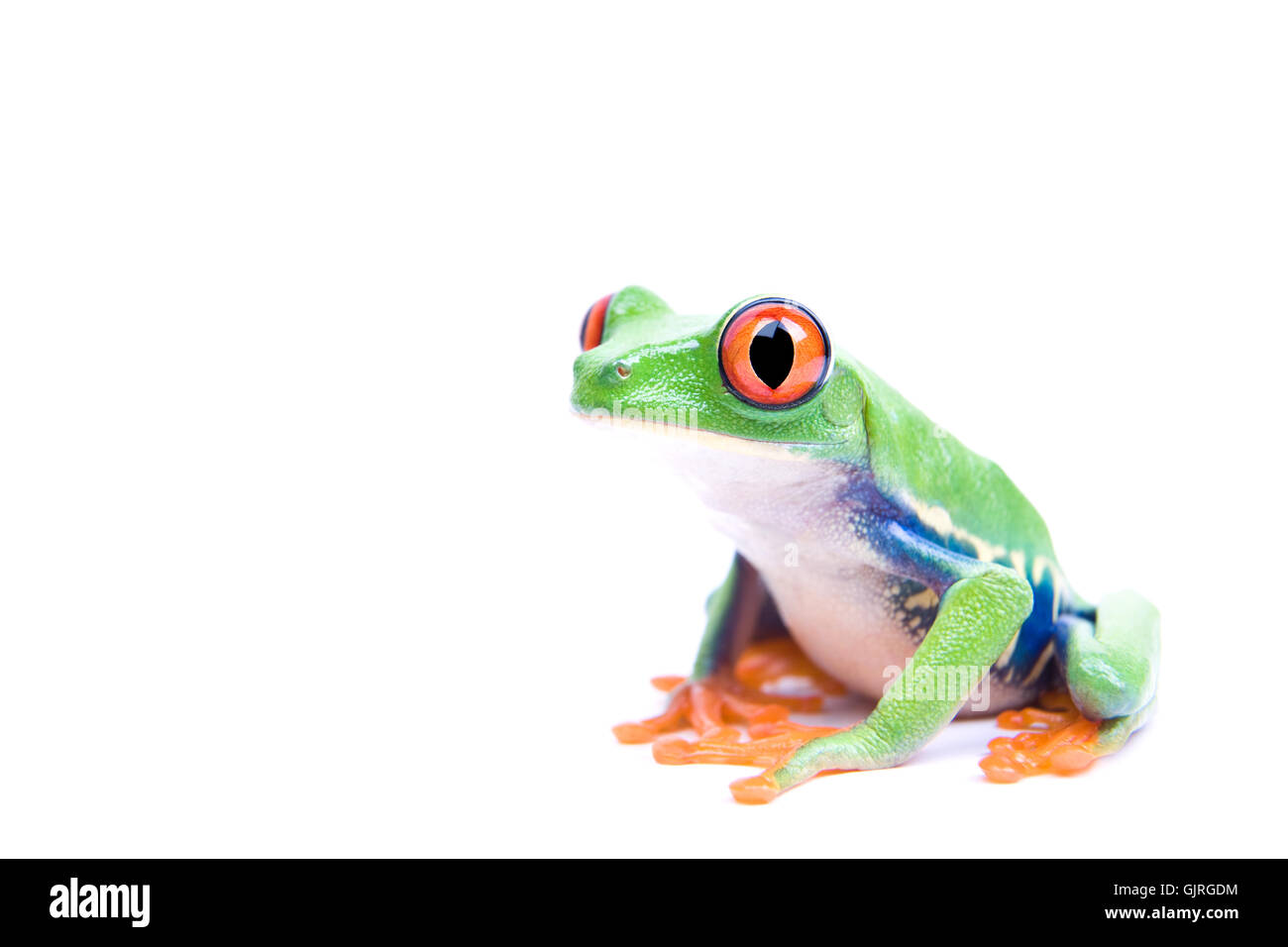 Animal amphibian hi-res stock photography and images - Alamy