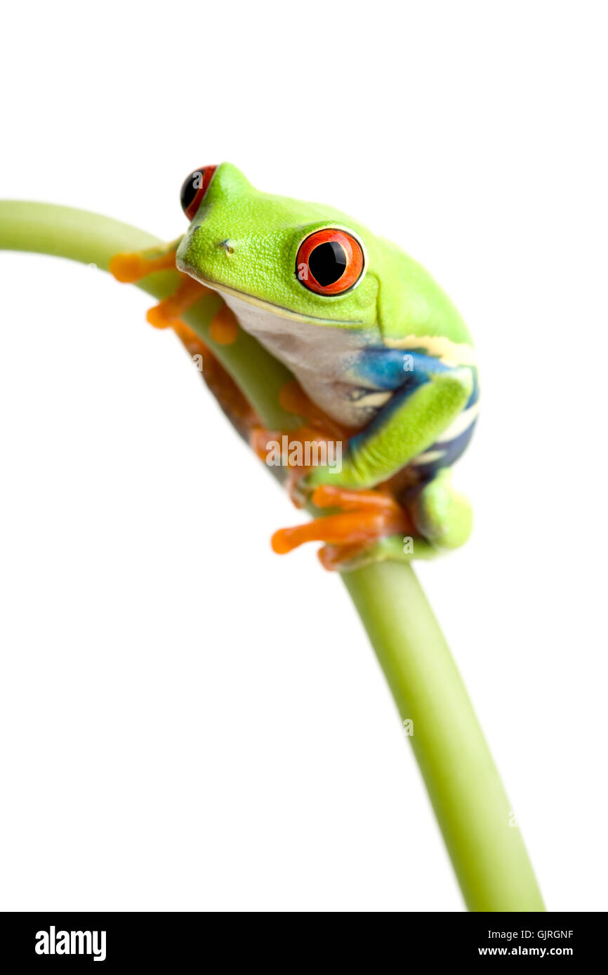 isolated frog stalk Stock Photo - Alamy