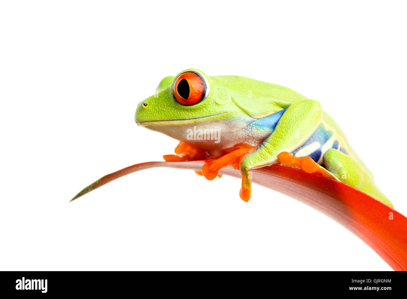 Orange Eyed Leaf Frog Stock Photos & Orange Eyed Leaf Frog Stock Images ...