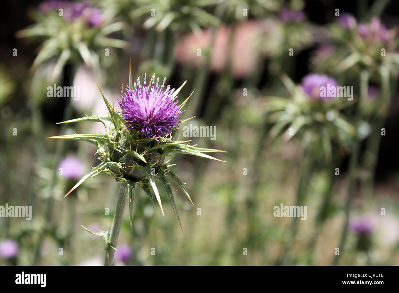 Sting thistle hi-res stock photography and images - Alamy