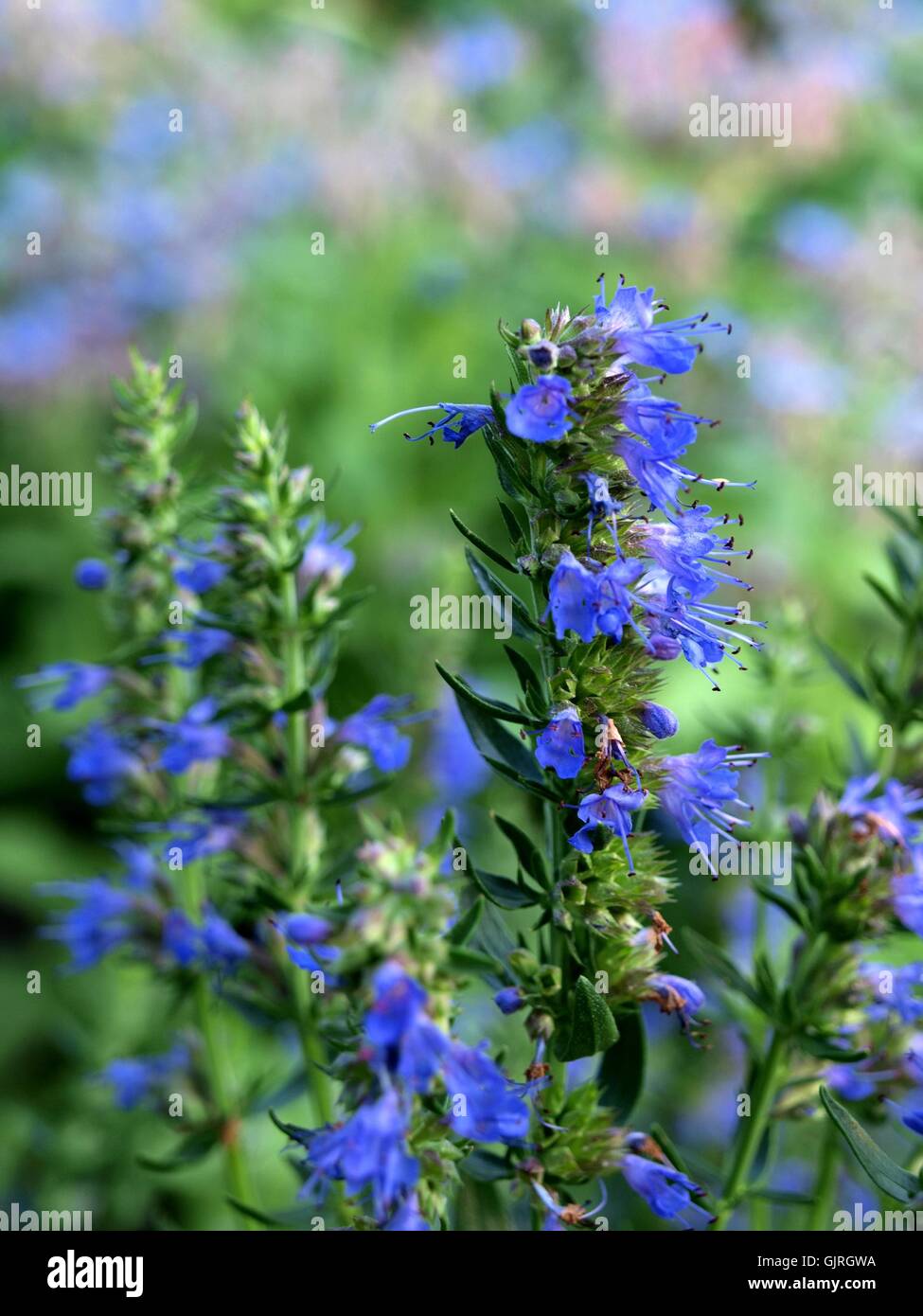 blue bloom blossom Stock Photo - Alamy