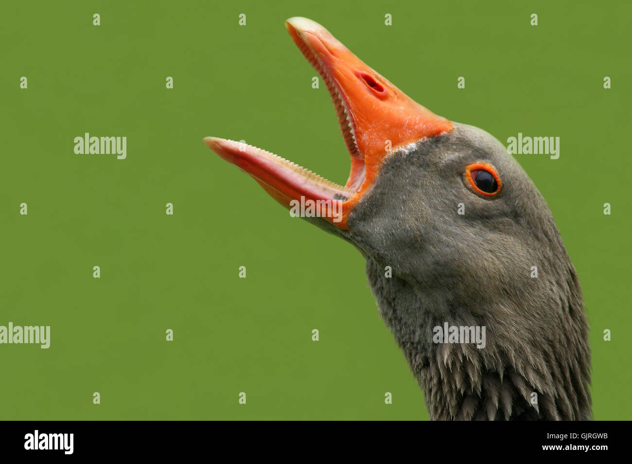 optional goose geeser Stock Photo - Alamy