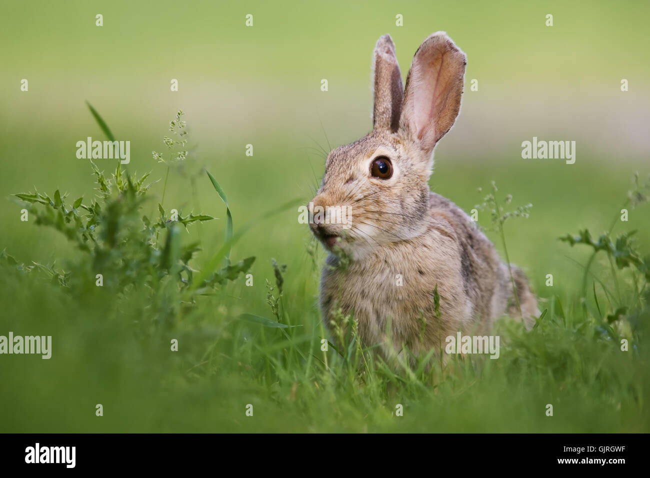 Brown rabbit jumping hi-res stock photography and images - Alamy