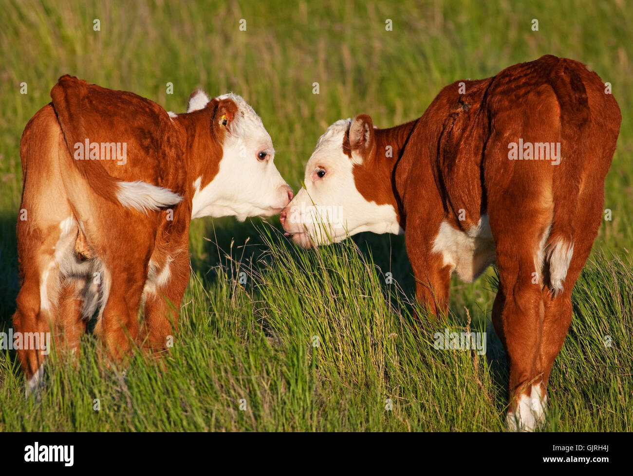 agriculture farming cow Stock Photo - Alamy