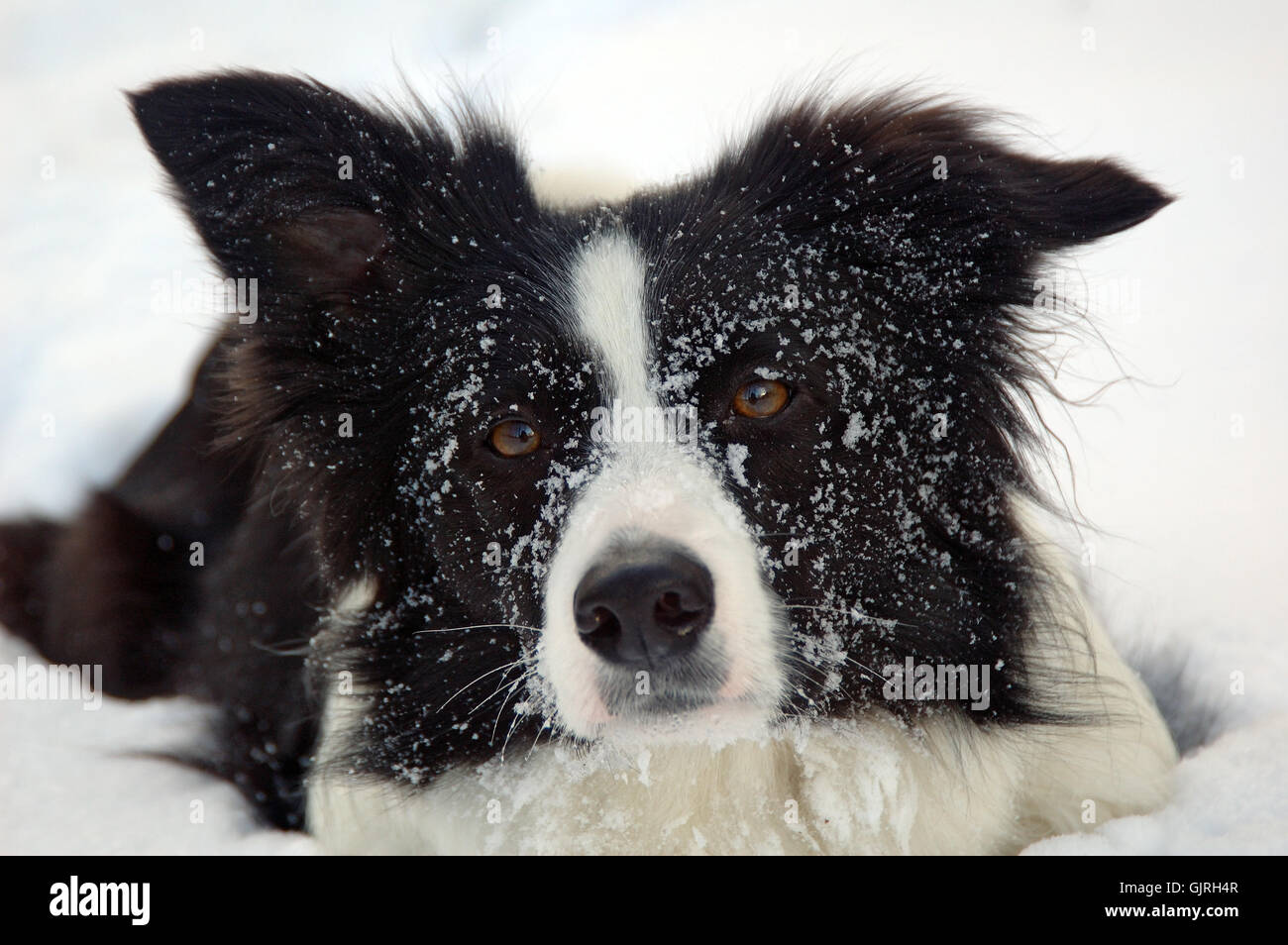 pet quadruped dog Stock Photo - Alamy