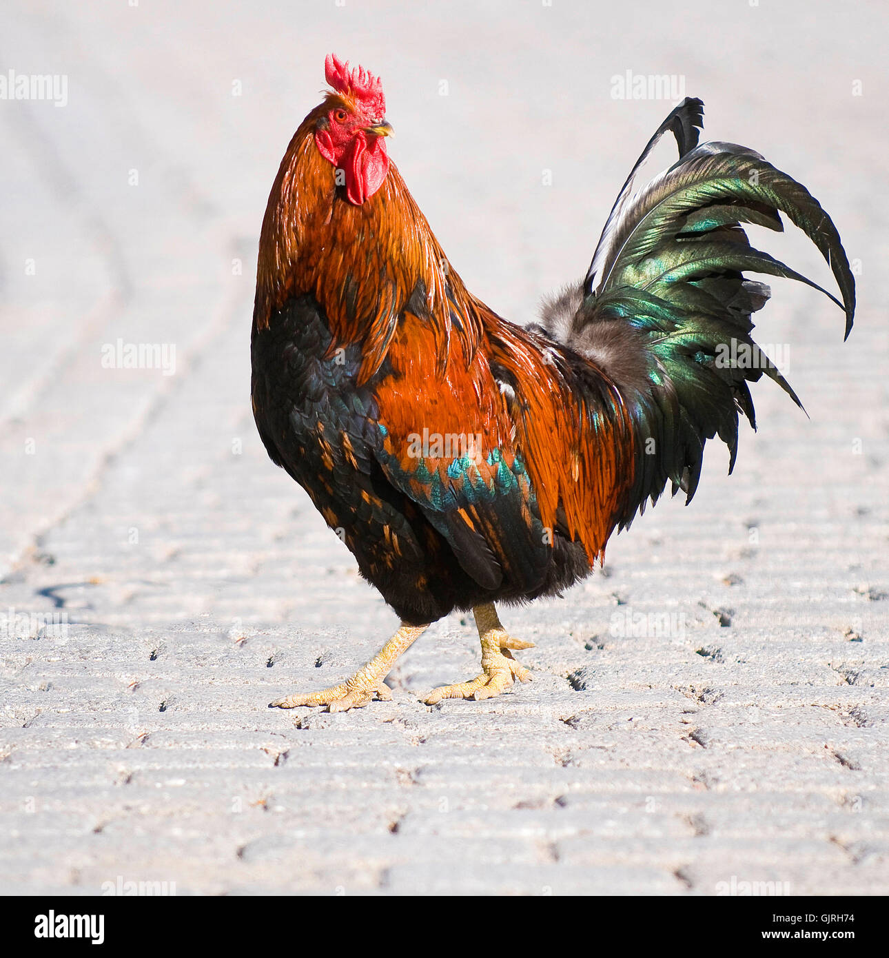 bird farm chicken Stock Photo - Alamy