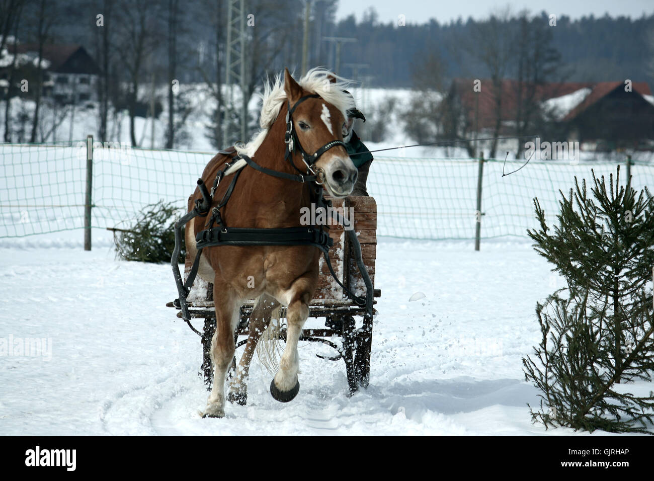 Sleigh cart hi-res stock photography and images - Alamy
