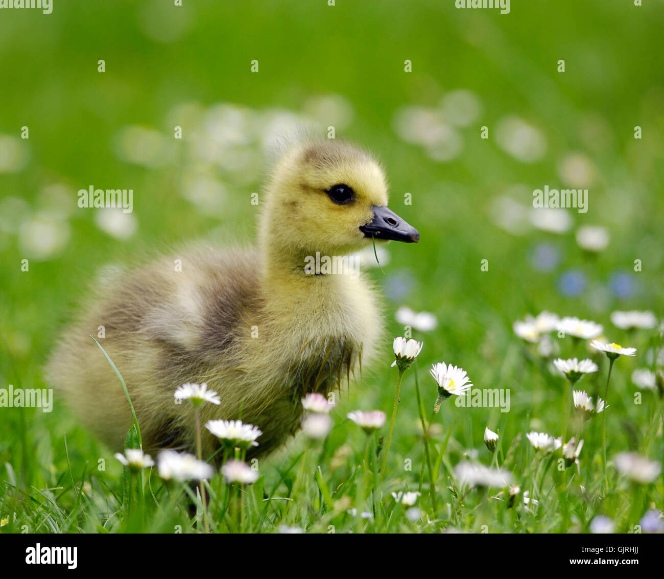 Gosling flower hi-res stock photography and images - Alamy