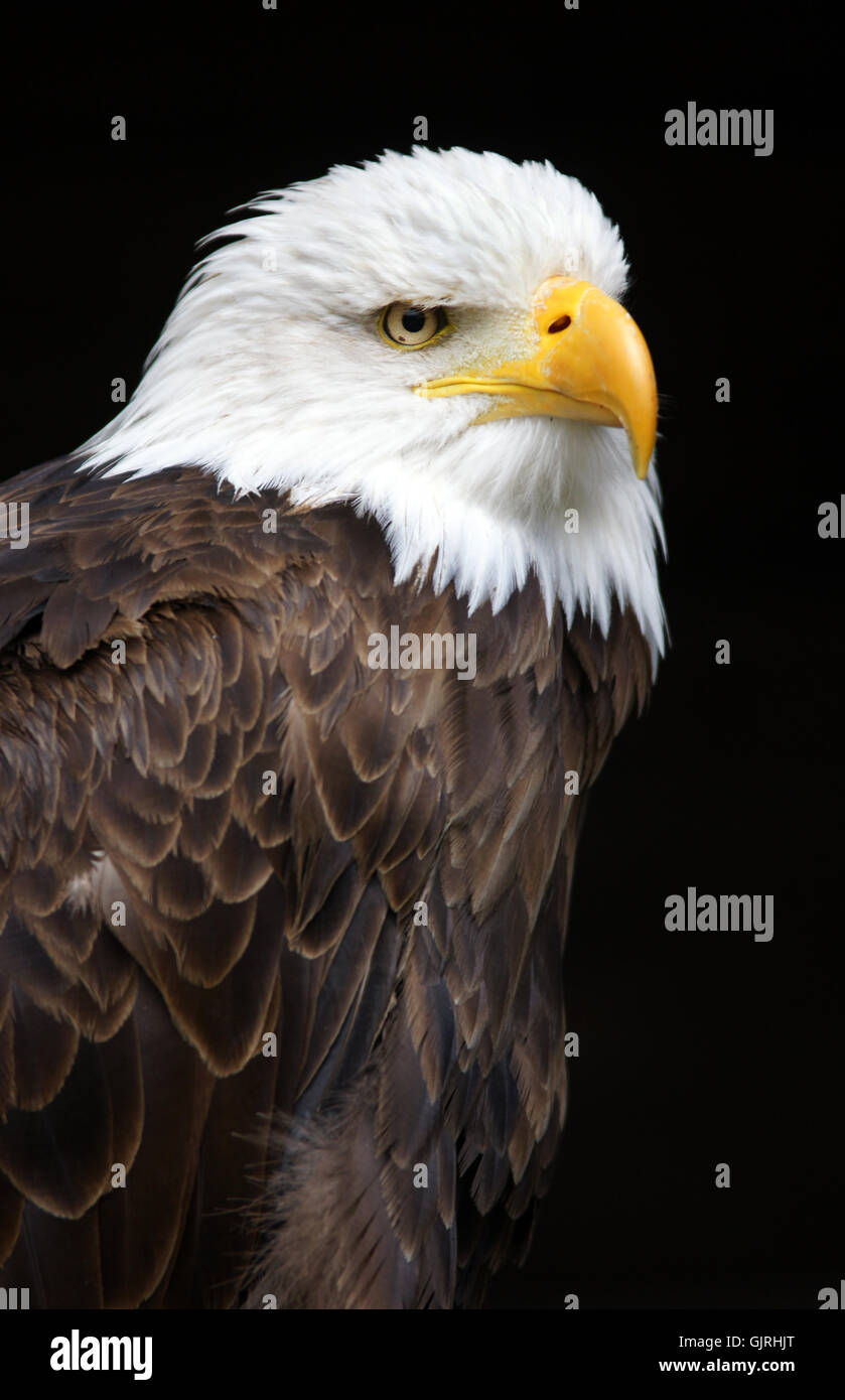 Raptor eagle hi-res stock photography and images - Alamy