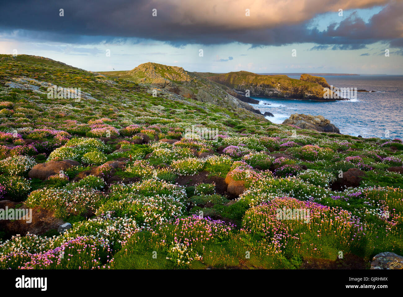 Skomer flowers hi-res stock photography and images - Alamy