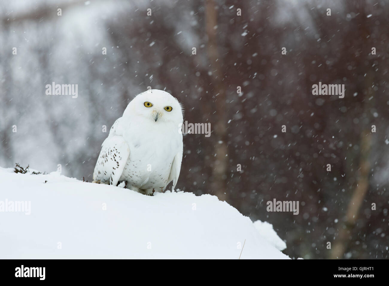 Snowy owl; Bubo scandiacus Single in Snow Scotland; UK Stock Photo - Alamy