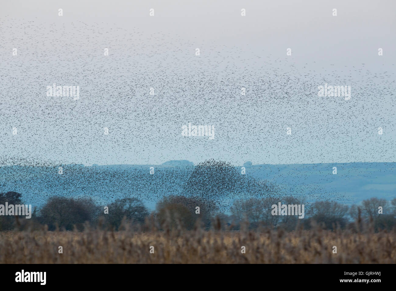 Starling; Sturnus vulgaris Flock Murmuration Somerset; UK Stock Photo ...