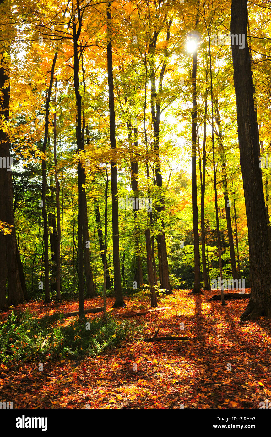 Trees woods hi-res stock photography and images - Alamy