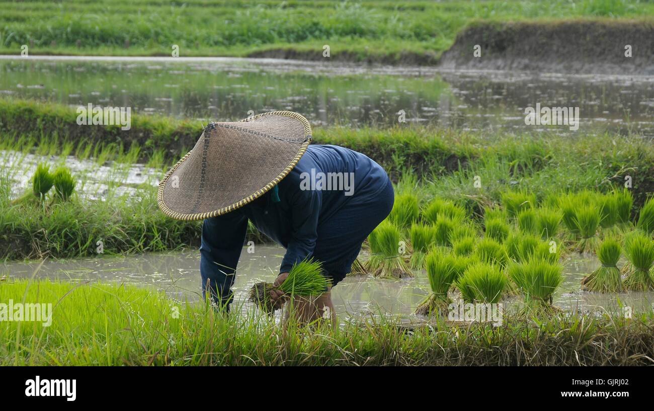 agriculture farming bali Stock Photo - Alamy