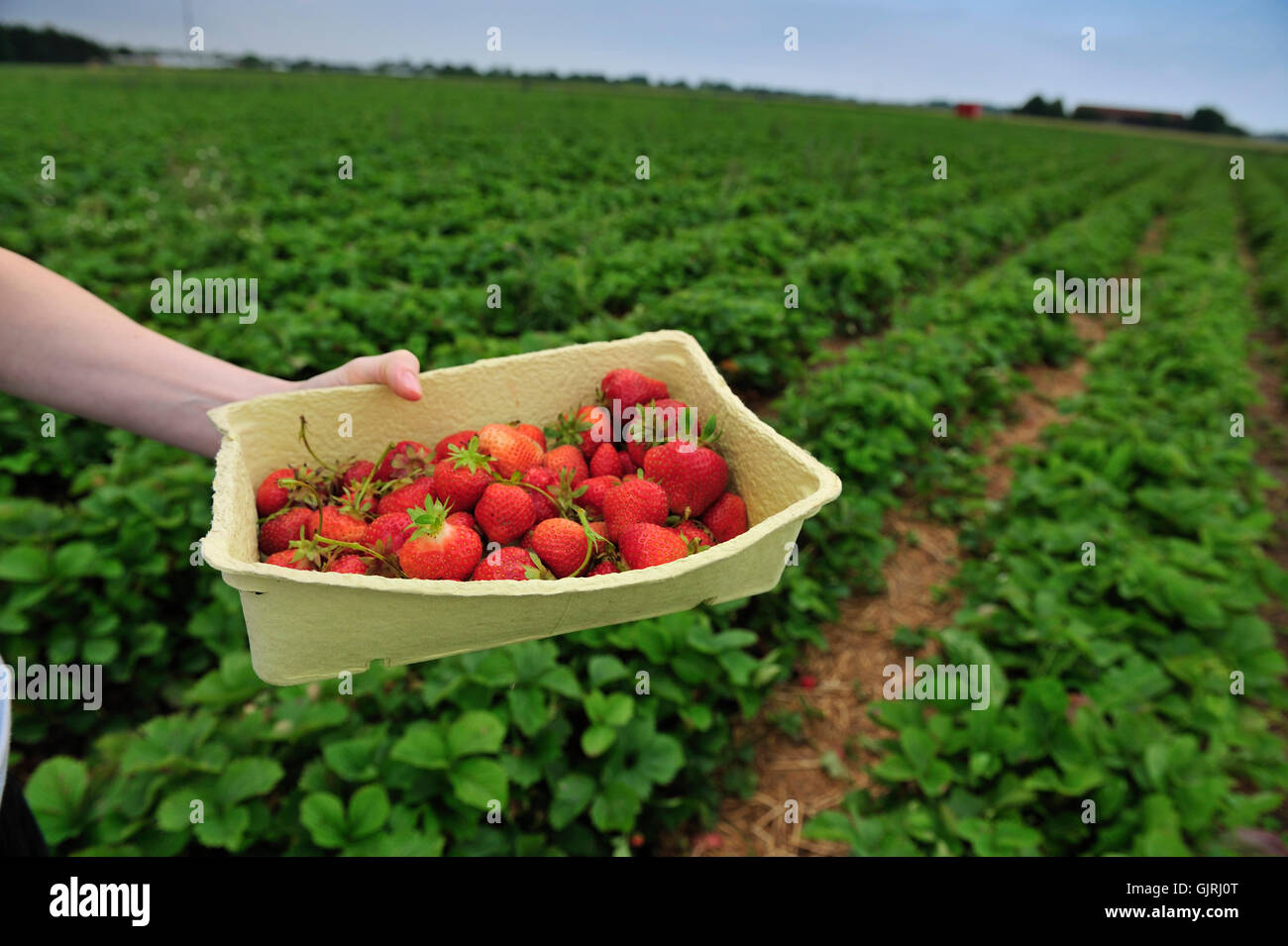 pick agriculture farming Stock Photo - Alamy