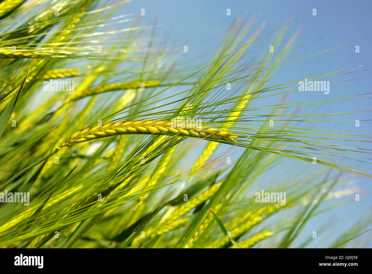 ear ears grain field Stock Photo - Alamy