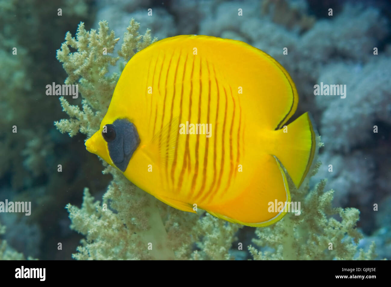 blue animal fish Stock Photo - Alamy