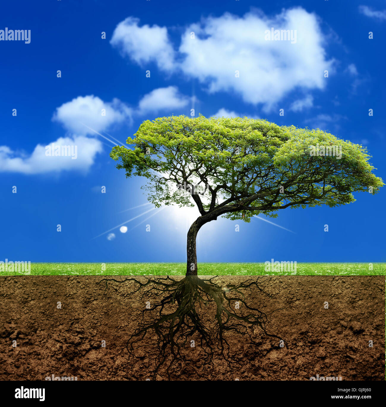 tree sunlight root Stock Photo - Alamy