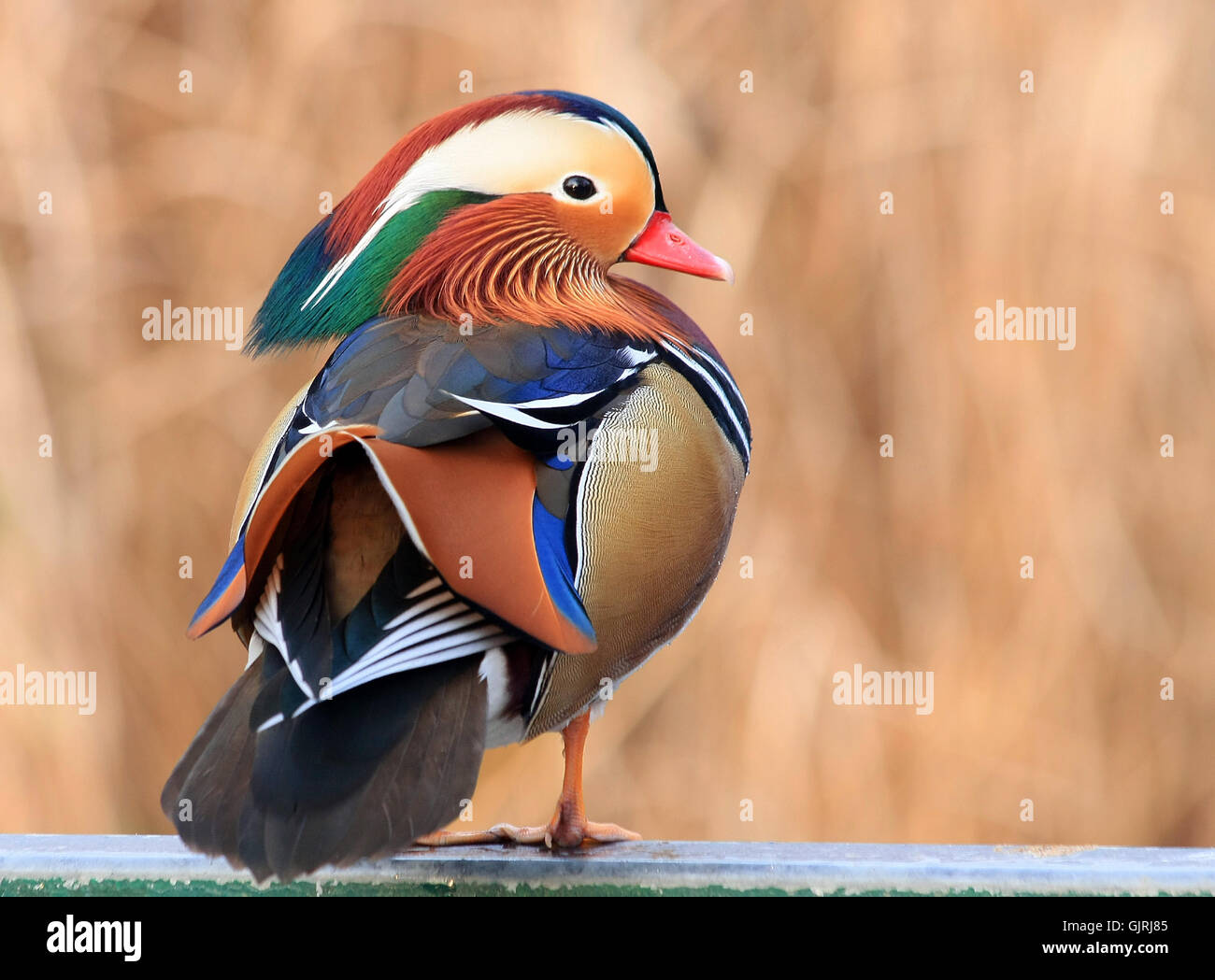 mandarin duck aix galericulata Stock Photo - Alamy