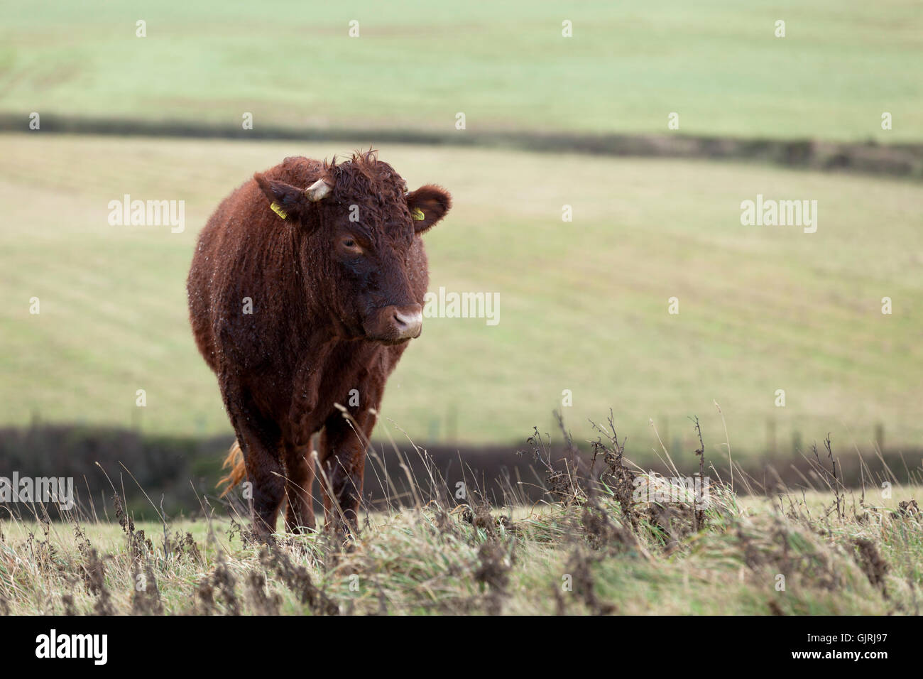 Devon cow hi-res stock photography and images - Alamy