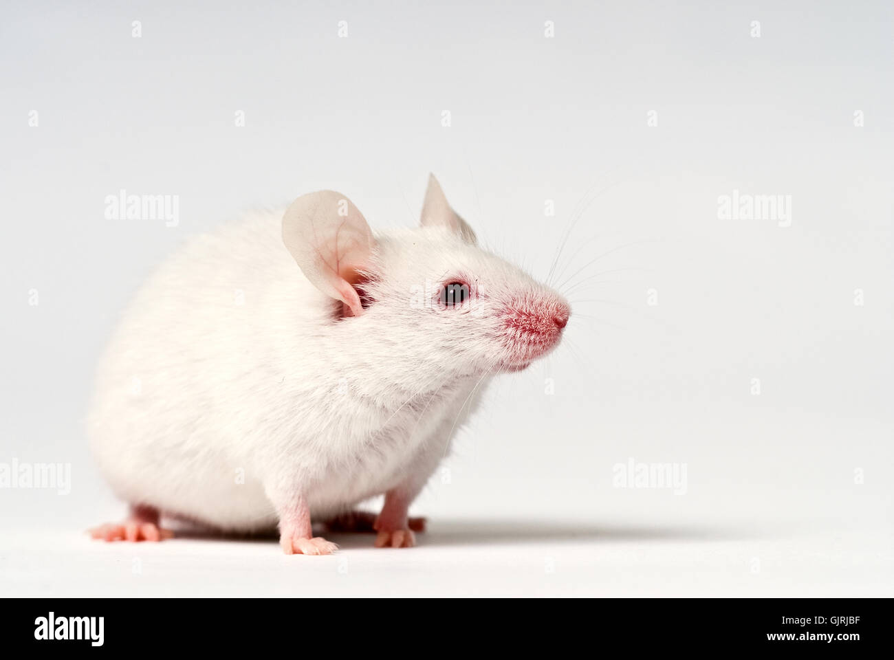 Albino white mouse animal tail hi-res stock photography and images - Alamy