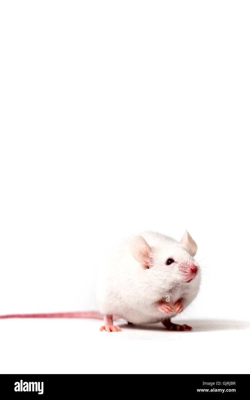 animal pet rodent Stock Photo - Alamy