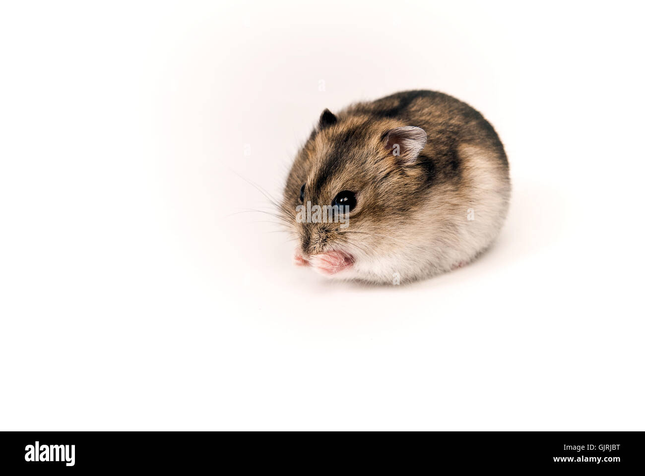 animal pet rodent Stock Photo - Alamy