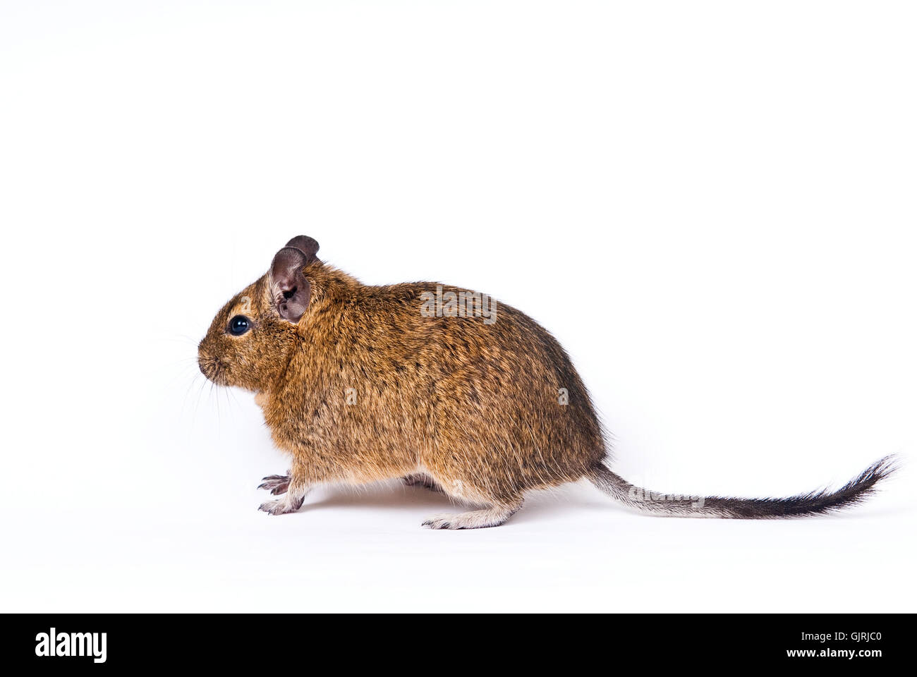 animal pet rodent Stock Photo - Alamy