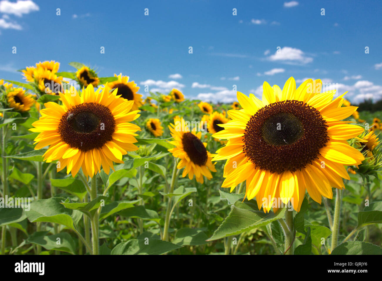 flower plant bloom Stock Photo - Alamy