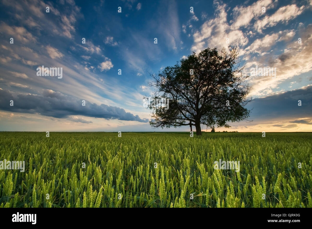 tree field dusk Stock Photo - Alamy