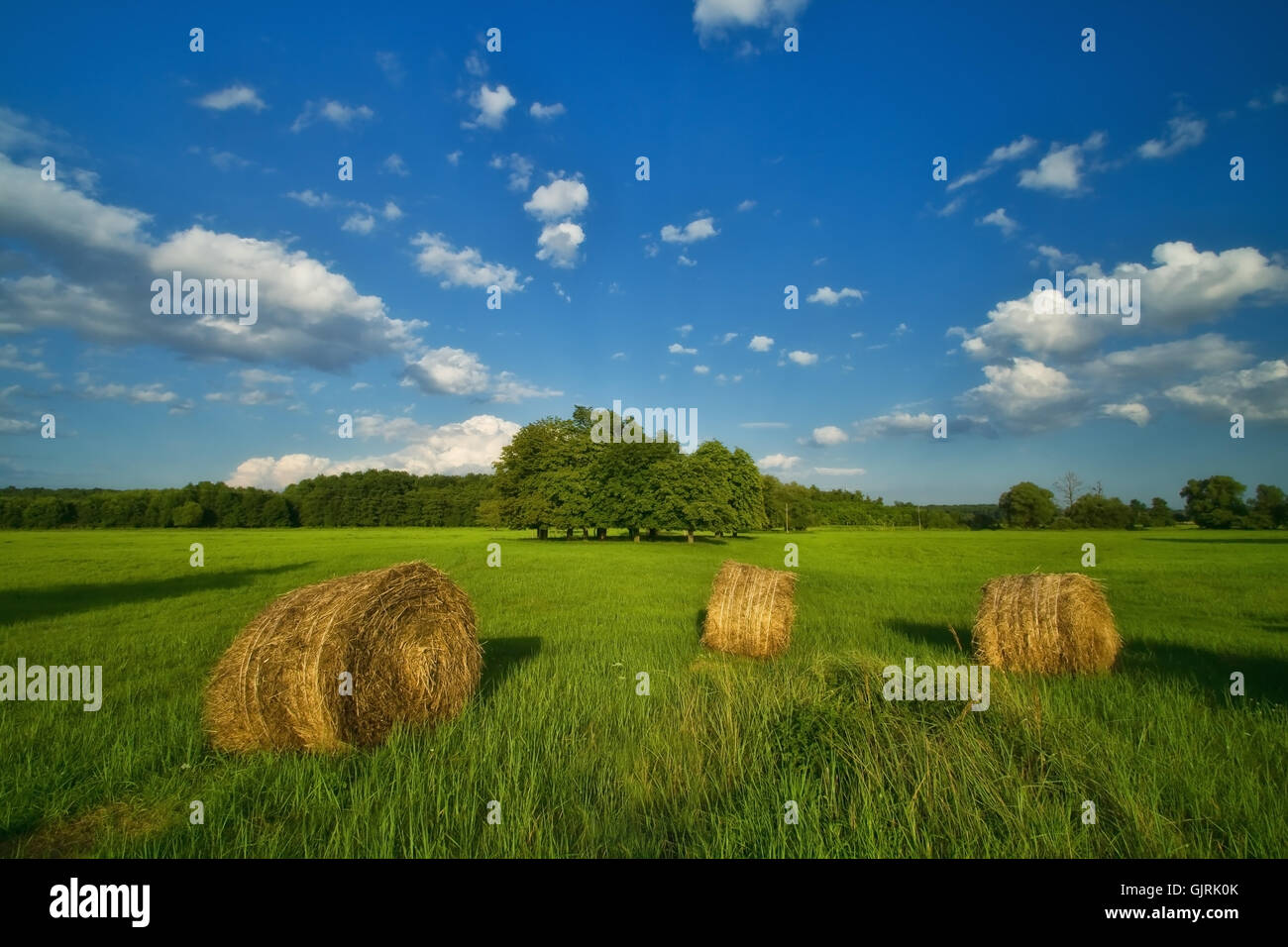 tree trees summer Stock Photo - Alamy