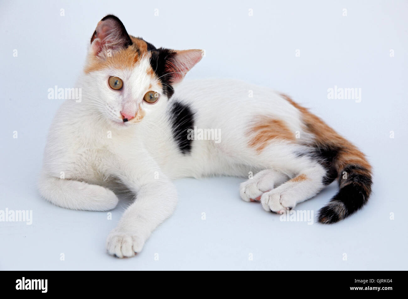 pussycat cat domestic cat Stock Photo - Alamy