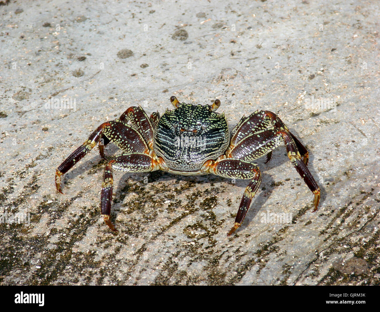 Cáncer animal hi-res stock photography and images - Alamy