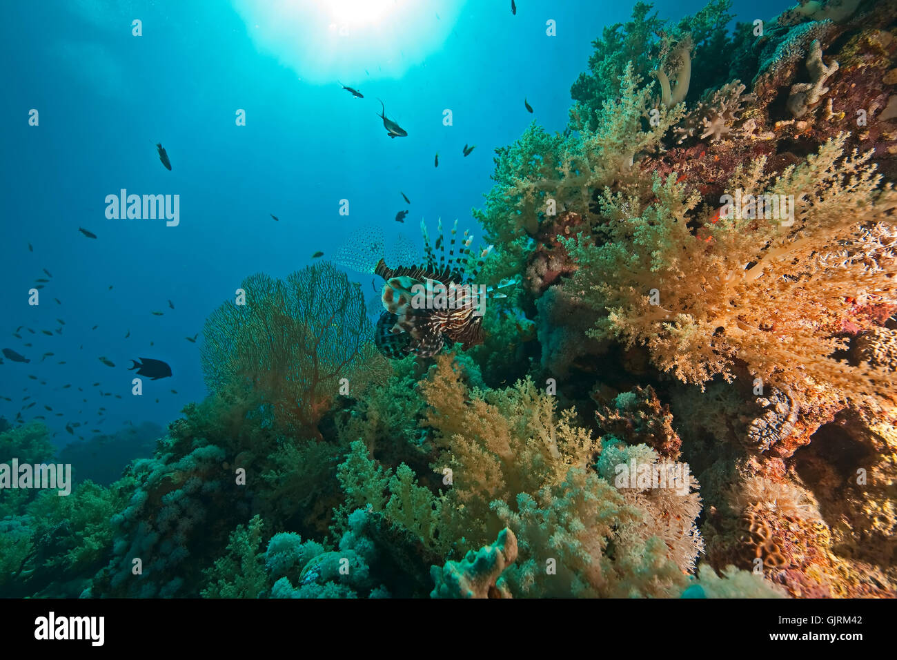 beam fish black Stock Photo - Alamy