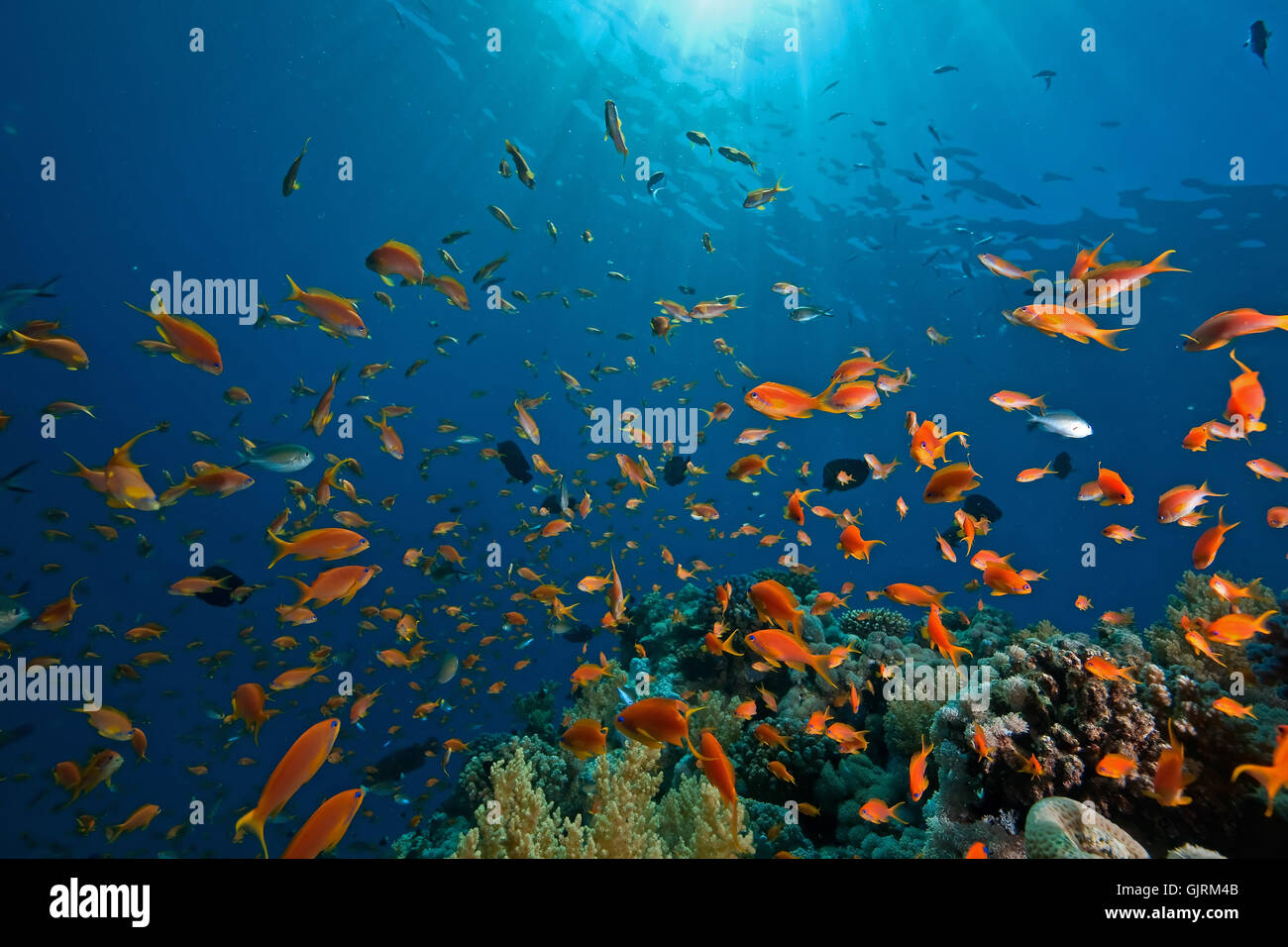 Underwater tropical hi-res stock photography and images - Alamy