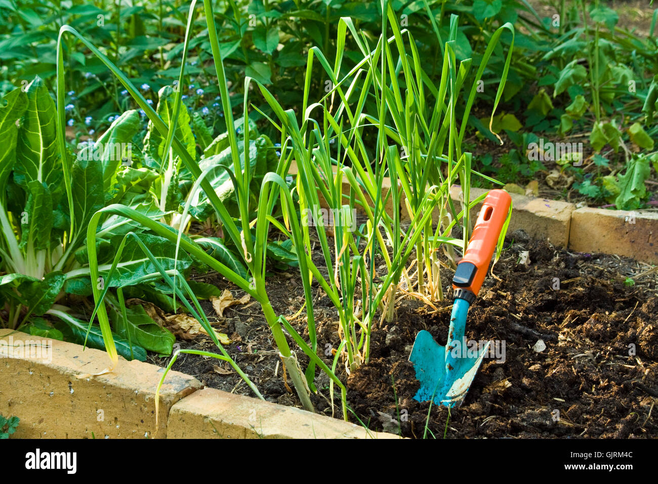 Useful garden plant hi-res stock photography and images - Alamy