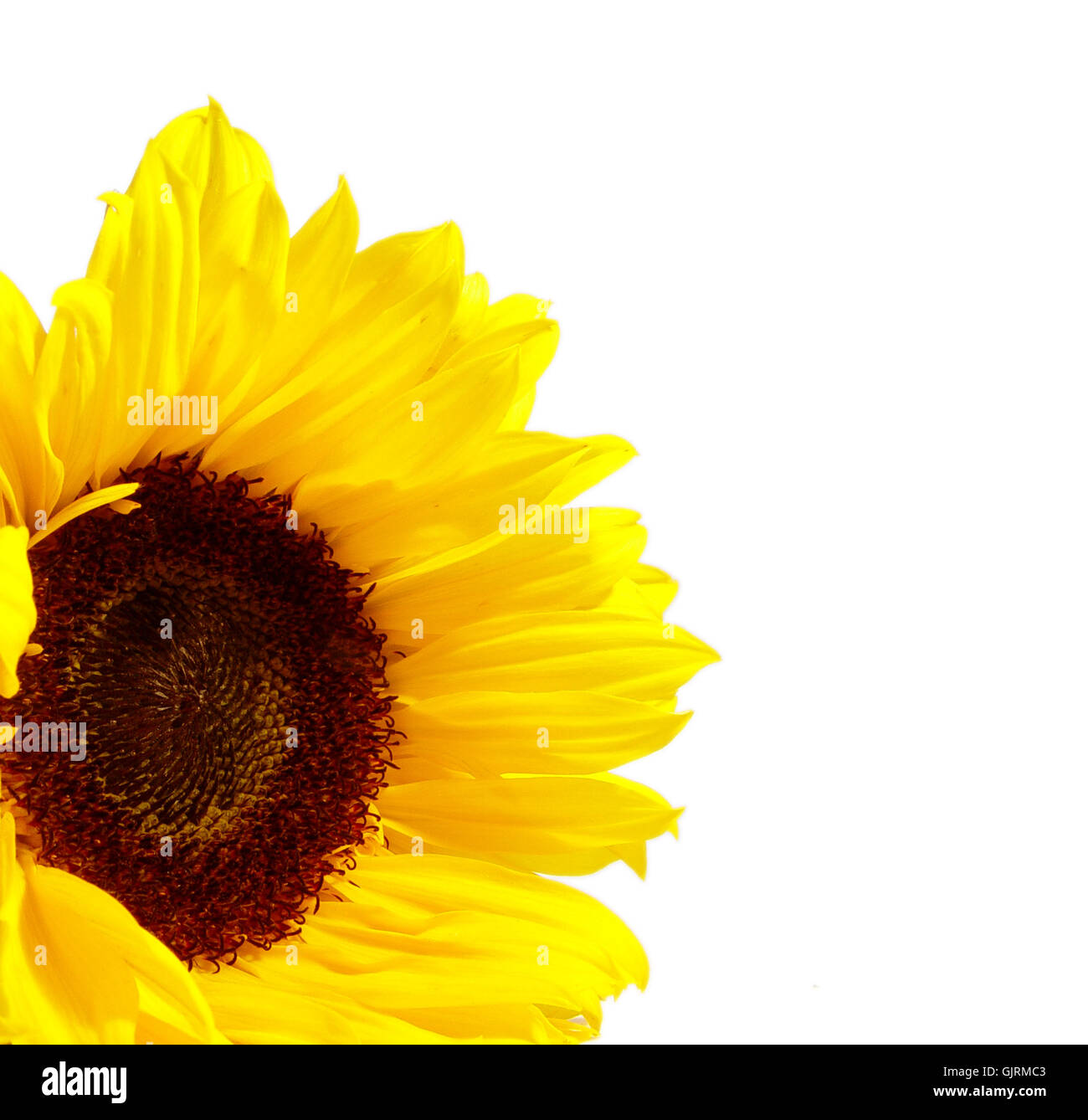 flower plant shine Stock Photo - Alamy
