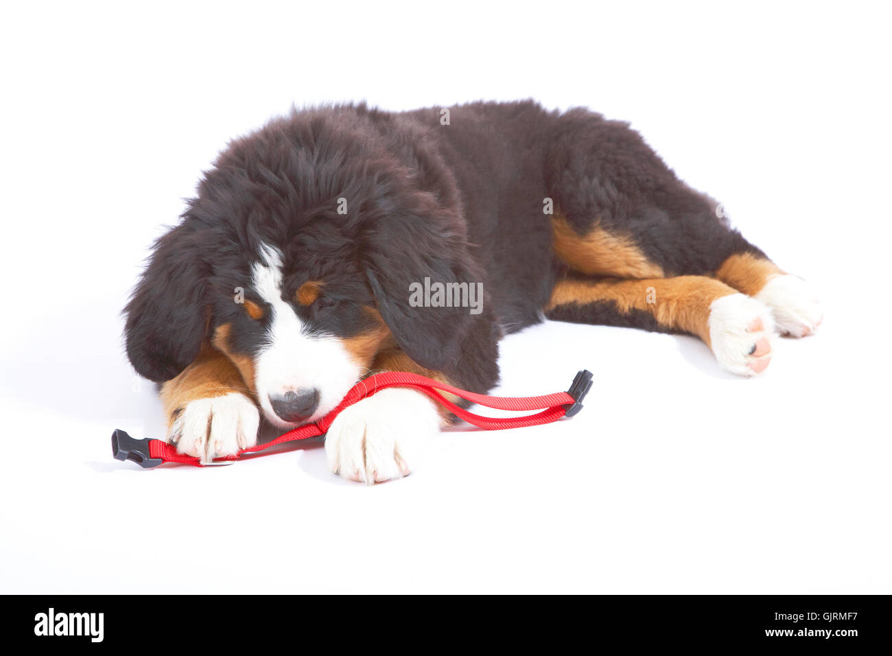 Bernese mountain dog leash hi-res stock photography and images - Alamy