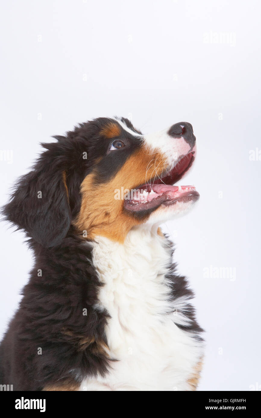 baby bernese mountain dog Stock Photo - Alamy