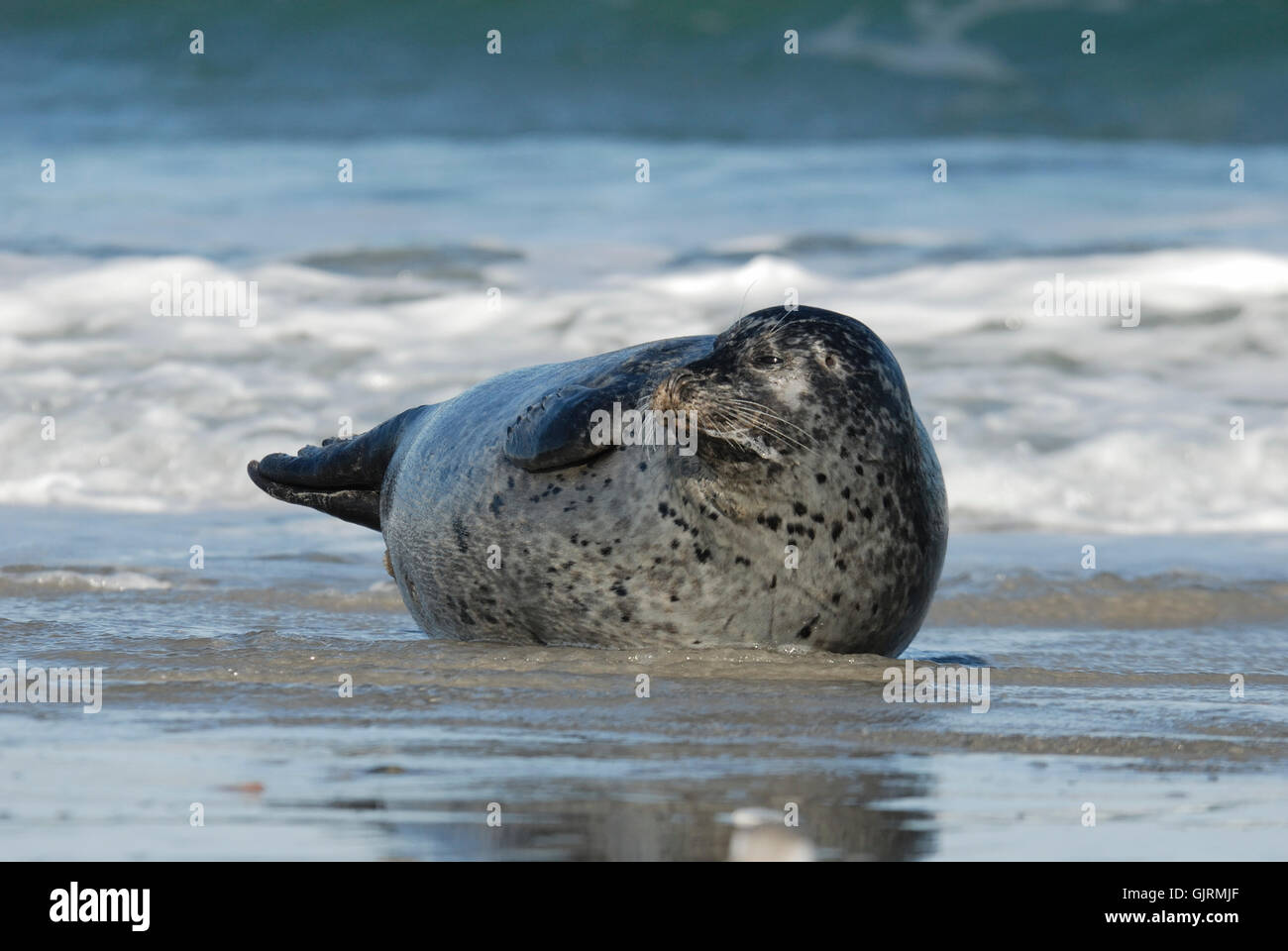 North sea animals hi-res stock photography and images - Alamy