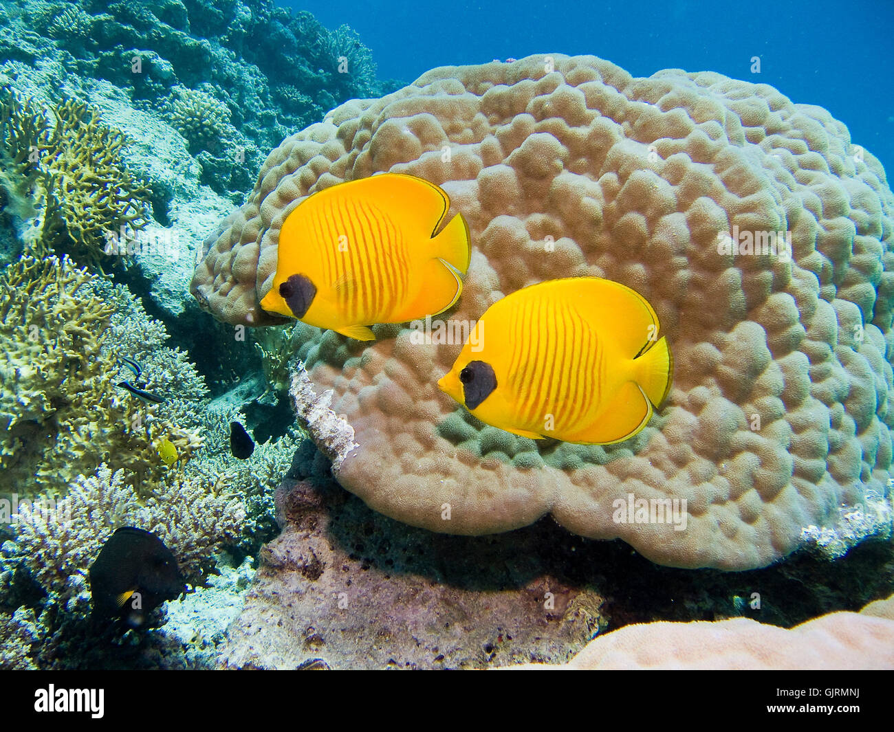 Fish mask hi-res stock photography and images - Alamy